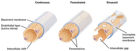 Best 13 Capillary Types With Continuous Fenestrated And Sinusoidal Outline Diagram Artofit