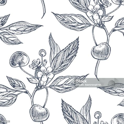 체리 집합입니다 손으로 그린된 베리 흰색 배경에 고립입니다 여름 과일 벡터 스타일 그림을 새겨져 있다 레이블 큰 포스터 인쇄 원활한 패턴 0명에 대한 스톡 벡터 아트 및