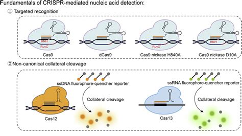 Crispr Cas Systems Redefine Nucleic Acid Detection Principles And