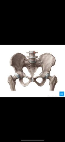 Pelvic Anatomy Flashcards Quizlet