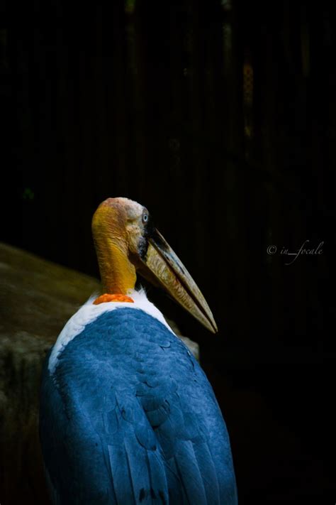 Photography Siva Murugan