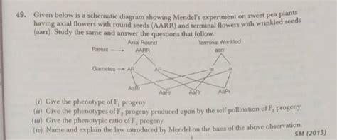 49 Given Below Is A Schematic Diagram Showing Mendel S Experiment On Swe