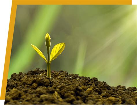 Tree Shrub Fertilization Services