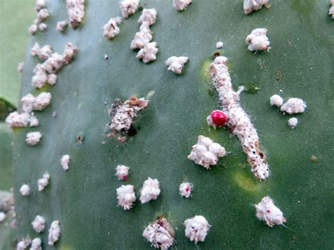 Cochineal In Ethiopia A Case Of Ecological Disruption Imbarex