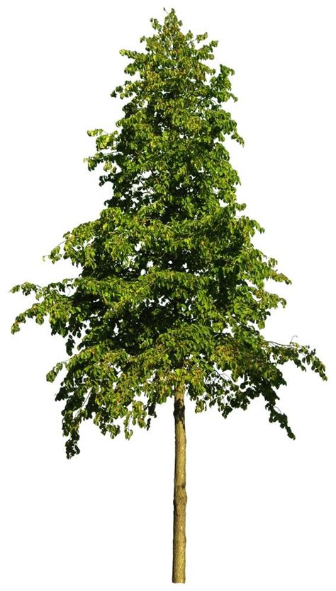 10 Tree Elevation Png Files For Architecture Plans And Renderings En