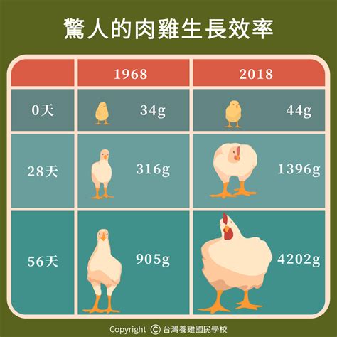 雞隻｜240 驚人的肉雞生長效率 優雞可尋