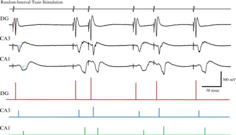 Hippocampal Microcircuits Functional Connectivity And Prostheses Neupsy Key