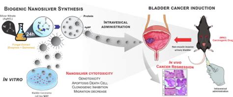 生物银纳米颗粒膀胱癌的体外和体内抗肿瘤活性 European Journal of Pharmaceutics and Biopharmaceutics X MOL