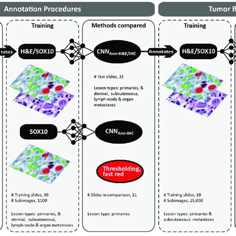 Performance Of Convolutional Neural Network For Annotation Cnn Download Scientific Diagram
