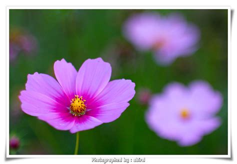 ดอกคอสมอส แบบมือหมุน [มือใหม่]