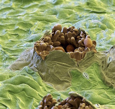 Leaf Infected With Rust Fungus SEM Stock Image C002 6005 Science Photo Library