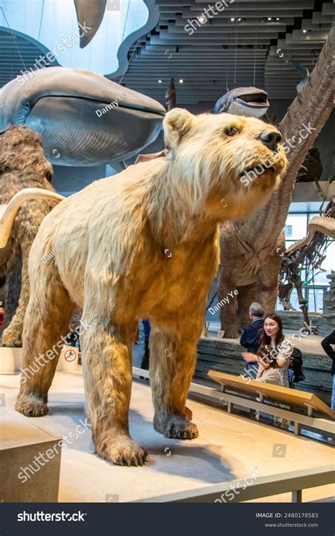 Arctodus Simus Bear