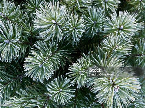 서리와 눈으로 덮인 전나무 가지의 클로즈업 사진 겨울에는 소나무 가지 겨울철 가문비 나무 0명에 대한 스톡 사진 및 기타 이미지 Istock