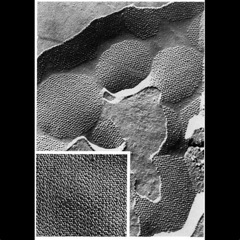 Cil10919 Rattus Transitional Epithelial Cell Cil Dataset