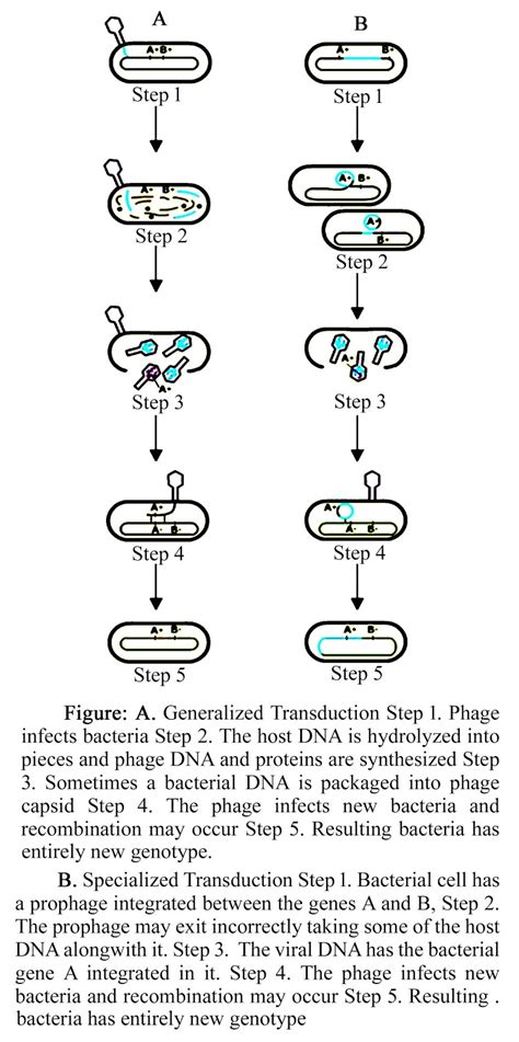 Reproduction Of Bacteria Vegetative Asexual Conjugation