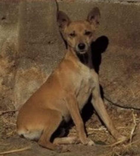 Basque Ratter Country Of Origin Spain Originally Bred To Dispatch