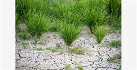 水利部华北黄淮等北方地区旱情基本解除 腾讯新闻