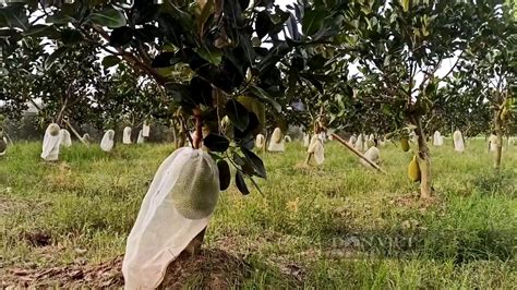 Ti N Giang C A Kh U Ng B Ng V A Ng C A M T Th I Xu T Kh U Th Nh M T Ch