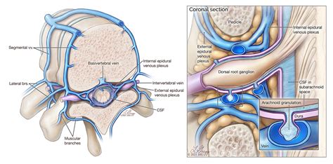 Internal Vertebral Venous Plexus