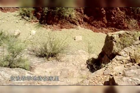 苍穹之下栗翅鹰错过食蝗鼠却意外抓住环颈蜥