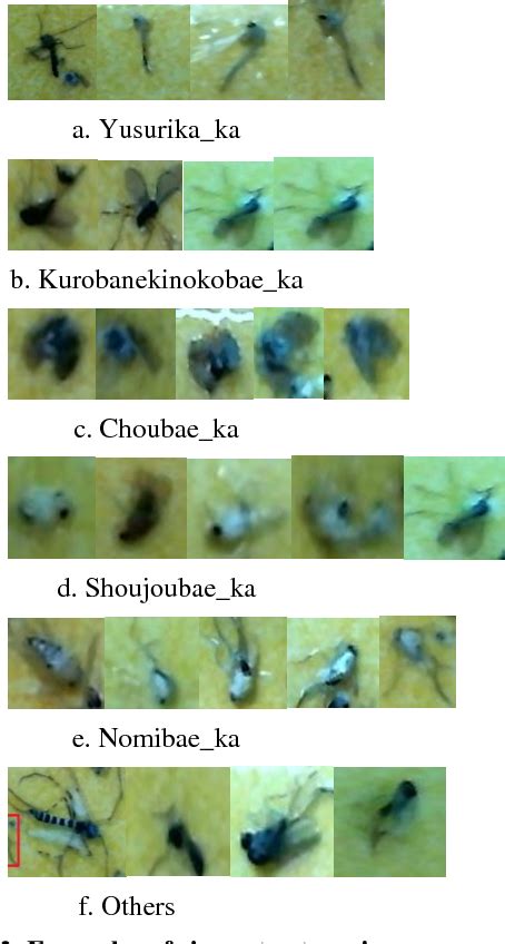 Figure 2 From Pest Detection On Traps Using Deep Convolutional Neural