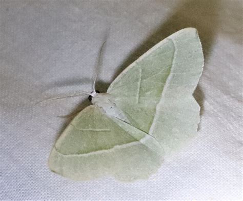 Mortimer Forest Projects Friends Of Mortimer Forest