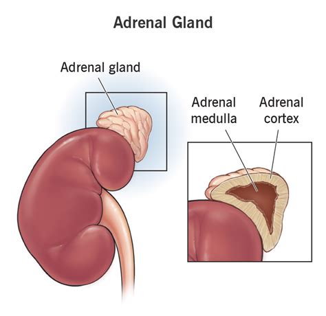 بیماری های مرتبط با غده فوق کلیه آدرنال دکتر نوید معصومی