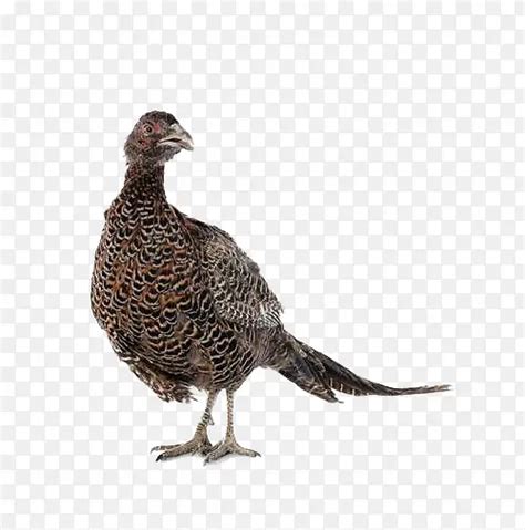 Png Png