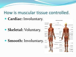 Muscular System Pptx