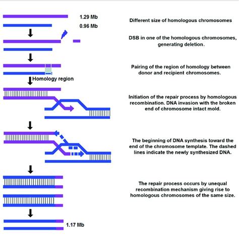 Unequal Homologous Recombination Via Break Induced Replication Bir