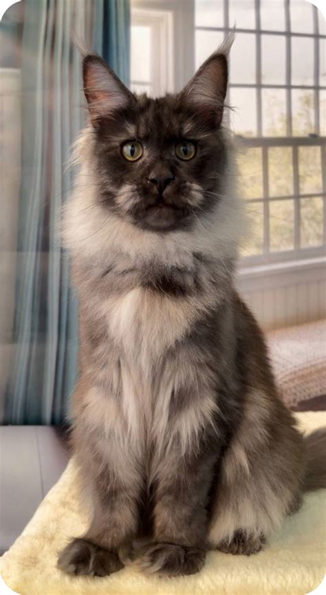 Irvin Maine Coon Kitten Fluffy Feline Friend