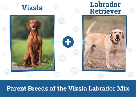 Vizsla Labrador Mix Info Pictures Temperament And More Dogster
