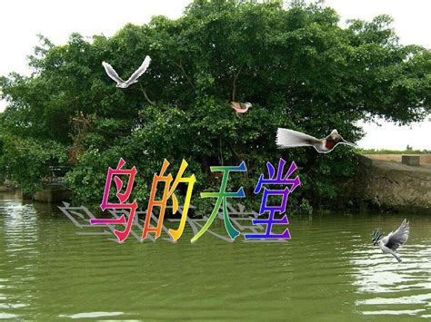 3鸟的天堂第一课时 word文档在线阅读与下载 无忧文档
