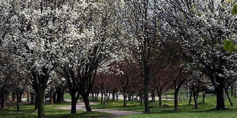 Bradford Pear Tree Semen Sex Smell Business Insider