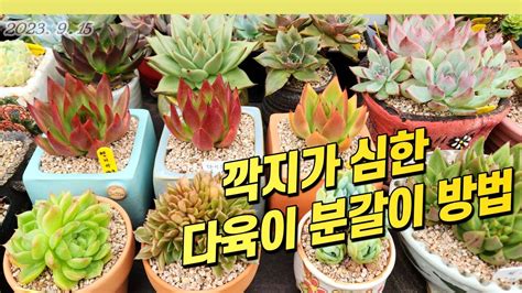 230915 다육스케치 ㅣ키핑장 풍경 ㅣ 다육이 분갈이 ㅣ깍지벌레가 심한 다육이 분갈이 ㅣ 다육이 키우기 Youtube