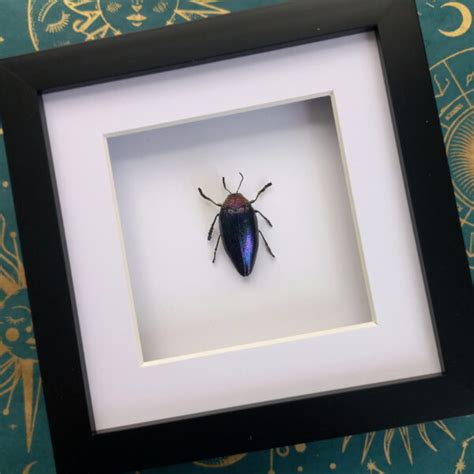 Rainbow Jewel Beetle Frame