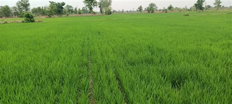 နတ် မောက်မြို့နယ်တွင် နွေစပါး ၁၁၆၂ ဧက စိုက်ပျိုးပြီးစီး၍ လျာထားဧကထက် ကျော်လွန်စိုက်ပျိုးနိုင