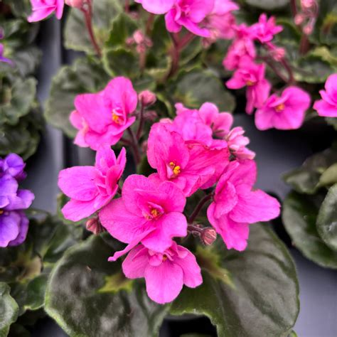 Saintpaulia Rococo Ballet Violete De Parma Floraria Secret Garden Sg