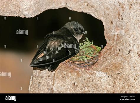 Swiftlet Bird Nest Stock Photos Swiftlet Bird Nest Stock Images Alamy