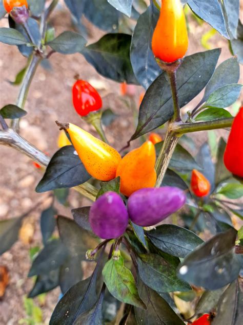 Blue Christmas Chilli Seeds Blue Christmas Pepper Seeds Red Dragon Seeds