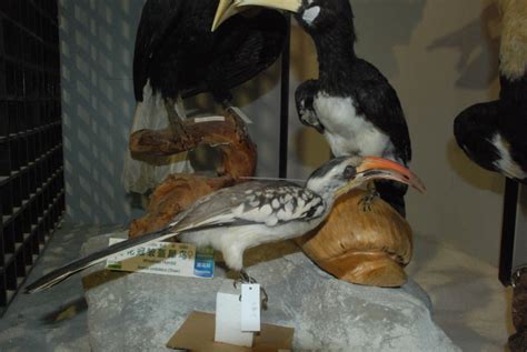 Ramphastos Toco