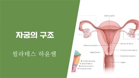 자궁의구조 자궁벽구조 자궁저부 자궁경부 자궁내막 네이버 블로그