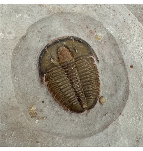 Fossils For Sale Fossils Rare ‘red Middle Cambrian