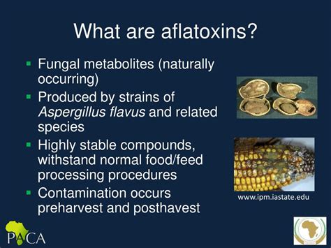 Ppt Overview Of The Aflatoxin Challenge And Paca Powerpoint