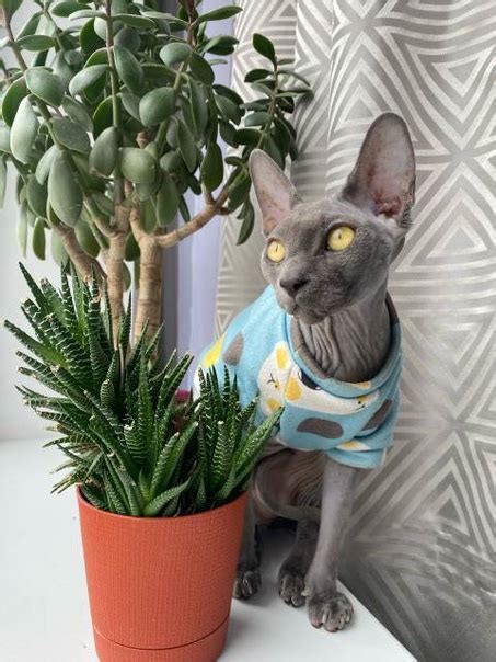 Пропала кошка Пожалуйста максимальный репост Потерялся кот порода Сфинкс бесшерстный лысый