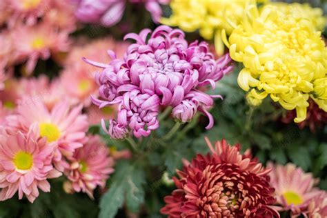 菊花彩色自然清新花蕊高清摄影大图 千库网