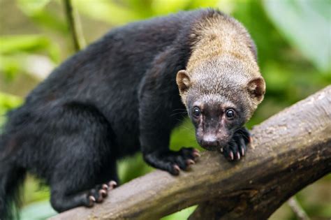 Definitive Guide To Tayra Facts Habitat Conservation Status Zoo