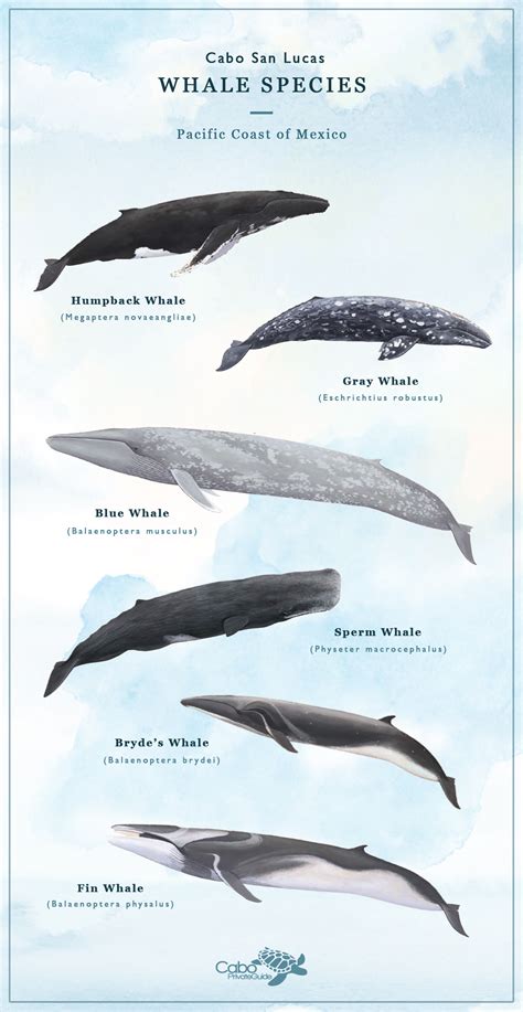 The Whale Species Of Cabo San Lucas Cabo Private Guide