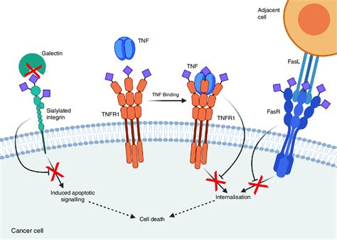 Sialylation In Evasion Of Cell Death Pathways Hypersialylation Of The