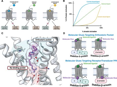 Molecular Glues A New Approach To Modulating Gpcr Signaling Bias Pmc